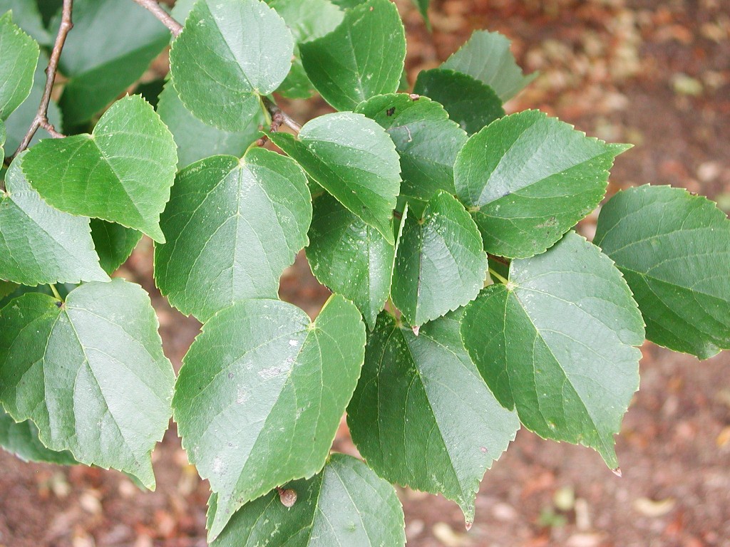 European Linden | Nature Photo Gallery