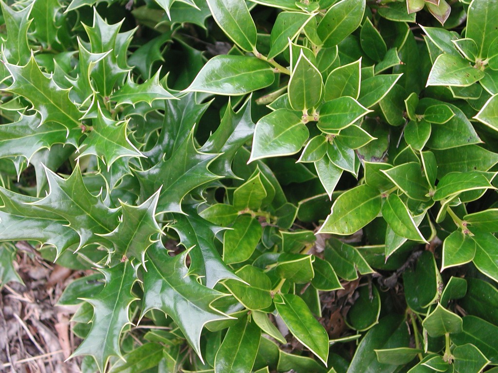 Dwarf Chinese Holly | Nature Photo Gallery
