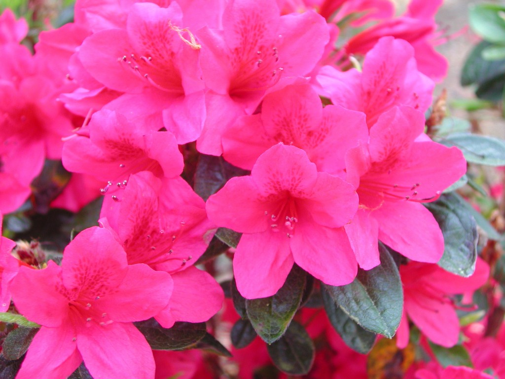 Encore Autumn Ruby Azalea | Nature Photo Gallery
