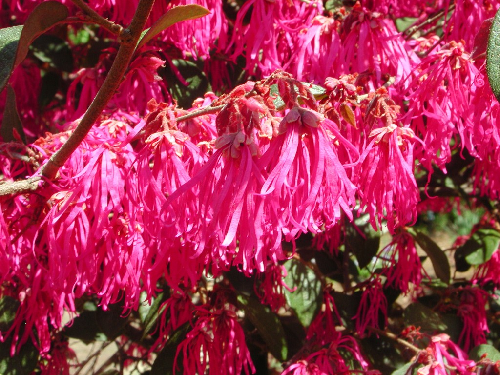 Beautiful Chinese Fringe Flowers | Nature Photo Gallery