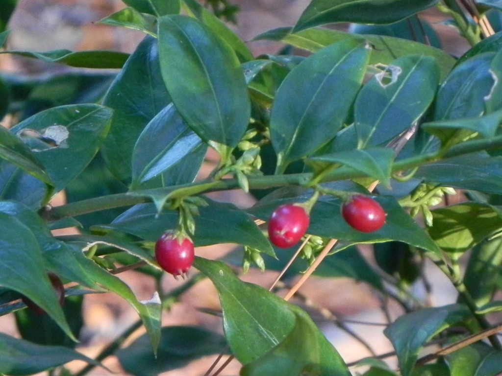 Red Berries of Fragrant Sweetbox | Nature Photo Gallery