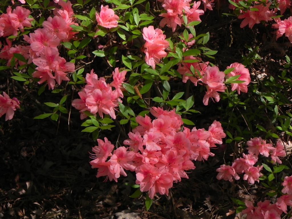 Spring is the Season for Azalea | Nature Photo Gallery